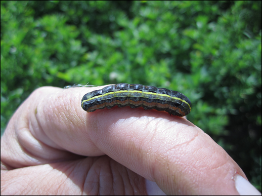 Variegated Cutworm on Alfalfa – Integrated Pest and Crop Management ...