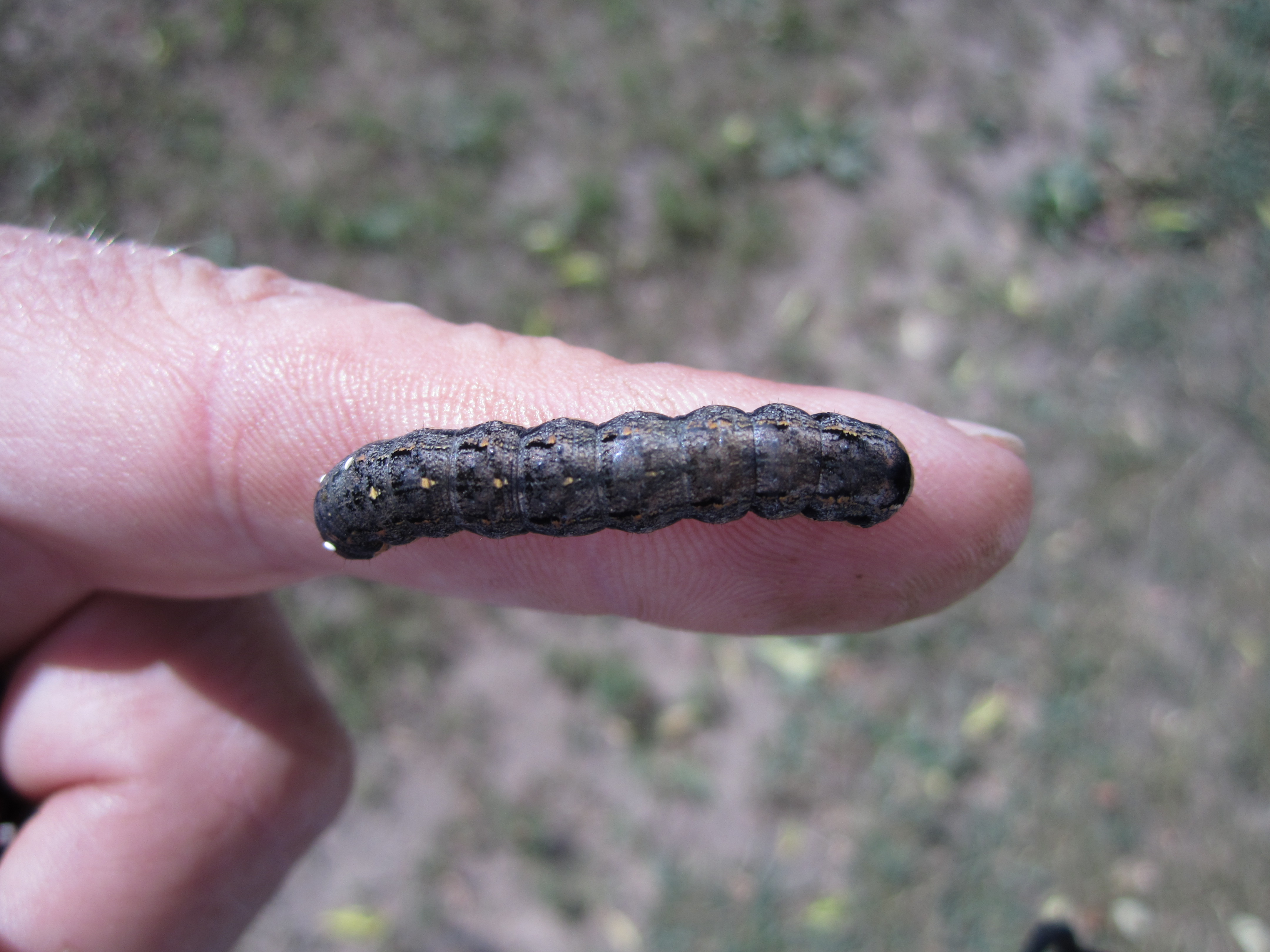 variegated cutworm – Integrated Pest and Crop Management – UW–Madison