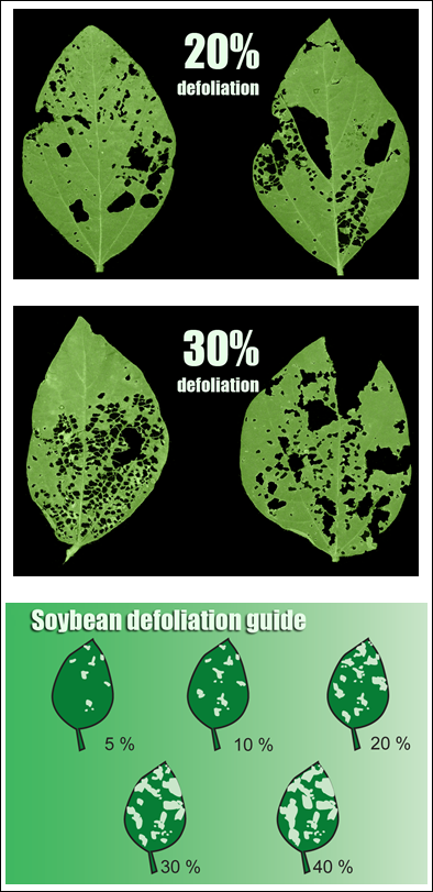 Defoliation – Integrated Pest and Crop Management – UW–Madison