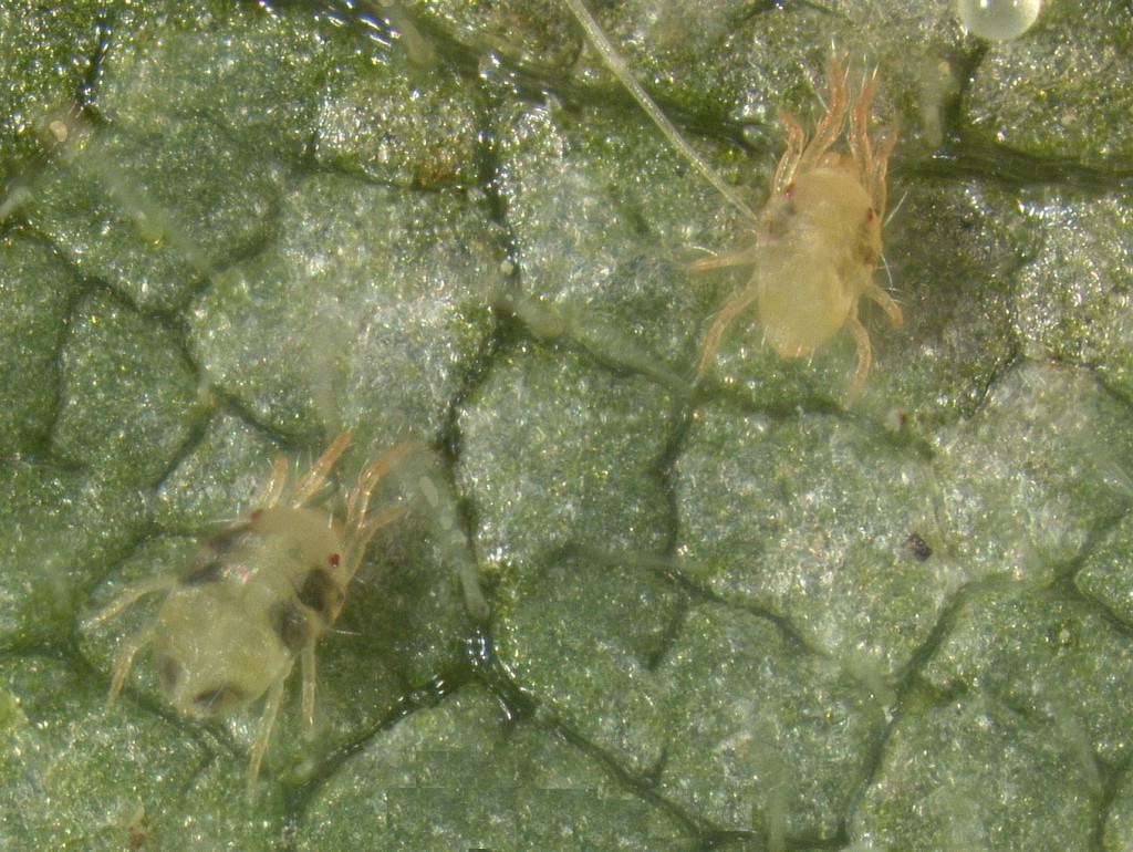 Dry Weather Increases Risk of Twospotted Spidermite – Integrated Pest ...