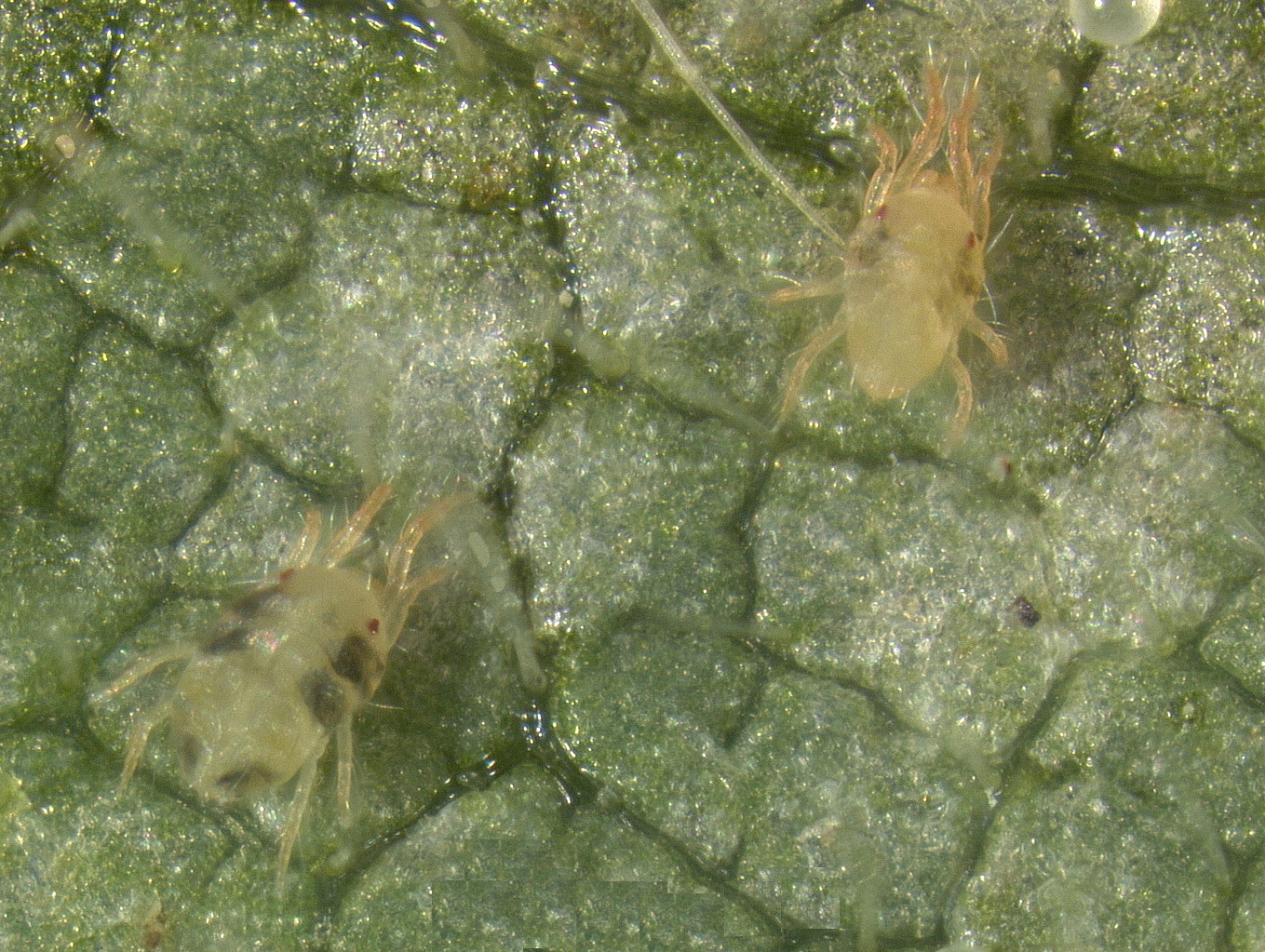 Dry Weather Increases Risk of Twospotted Spidermite – Integrated Pest ...