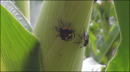 Stink Bug Nymphs in Corn – Integrated Pest and Crop Management – UW–Madison