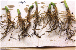 New Phytophthora spp. causing root rot on soybean in Wisconsin ...