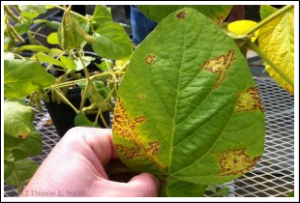 A New Virus of Soybean Confirmed in Wisconsin – Integrated Pest and ...