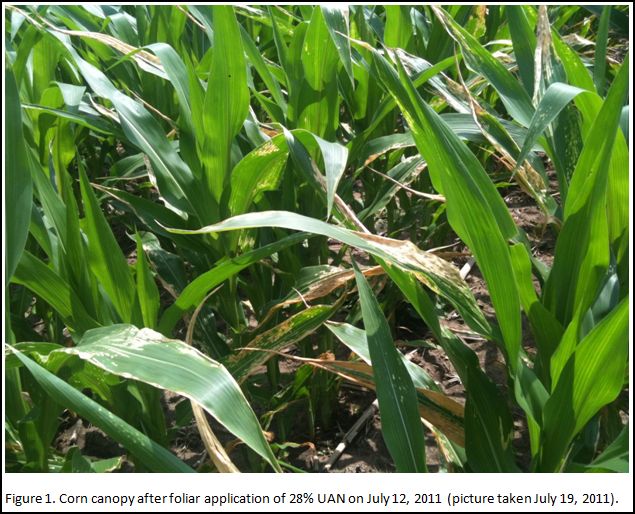 Video: Field Corn Disease Management Update – Integrated Pest and Crop ...