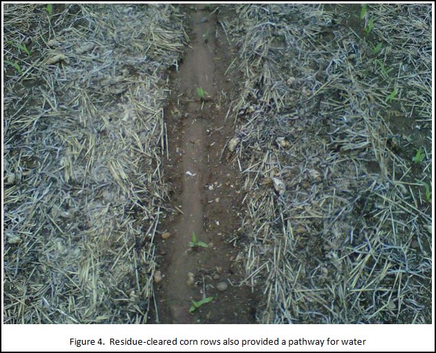 Corn 4 – Integrated Pest and Crop Management – UW–Madison