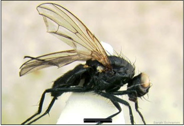 Early Season Insect Calendar: Seed Corn Maggot – Integrated Pest and ...