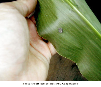 Western Bean Cutworm Moth Flight Has Begun – Integrated Pest and Crop ...