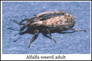 Update on Alfalfa Weevil and Potato Leafhopper as Alfalfa Transitions ...