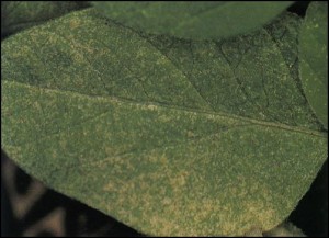 leaf stippling – Integrated Pest and Crop Management – UW–Madison