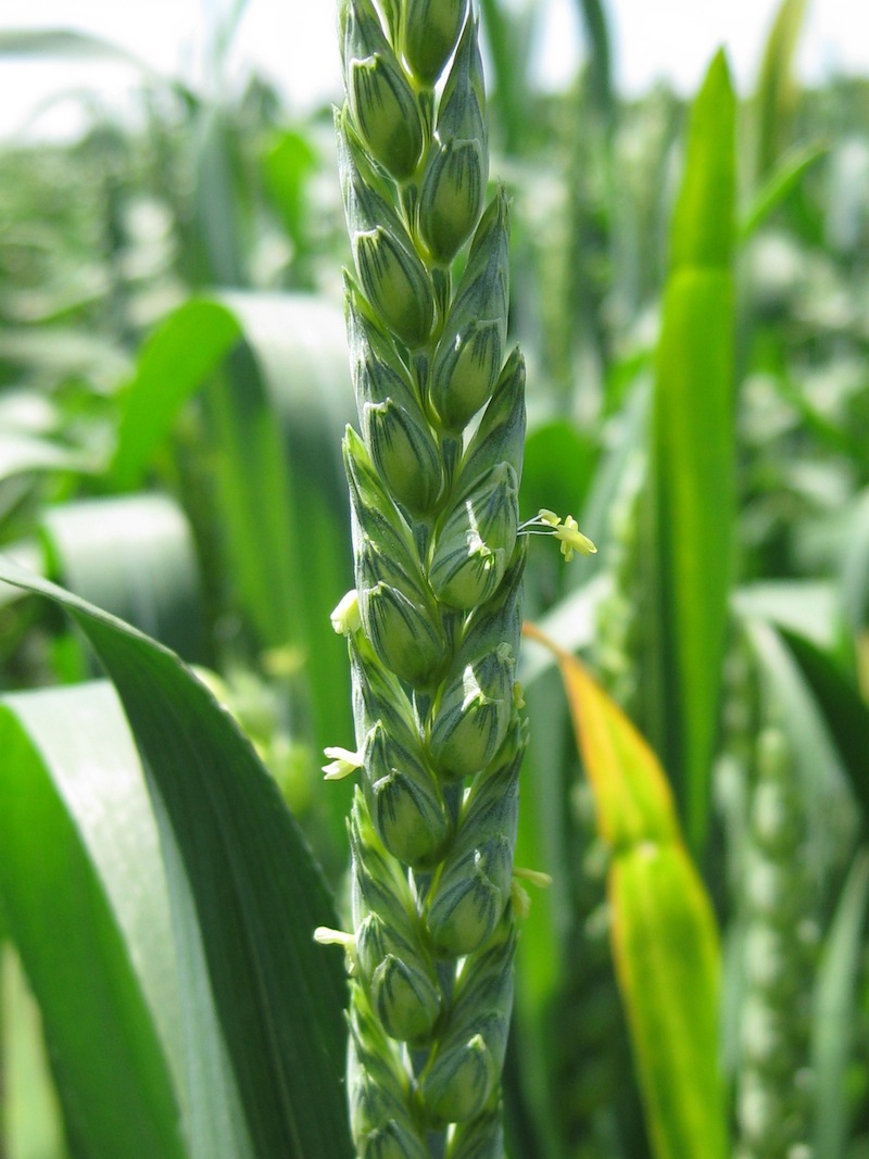 Using Fungicides on Wheat – Integrated Pest and Crop Management – UW ...