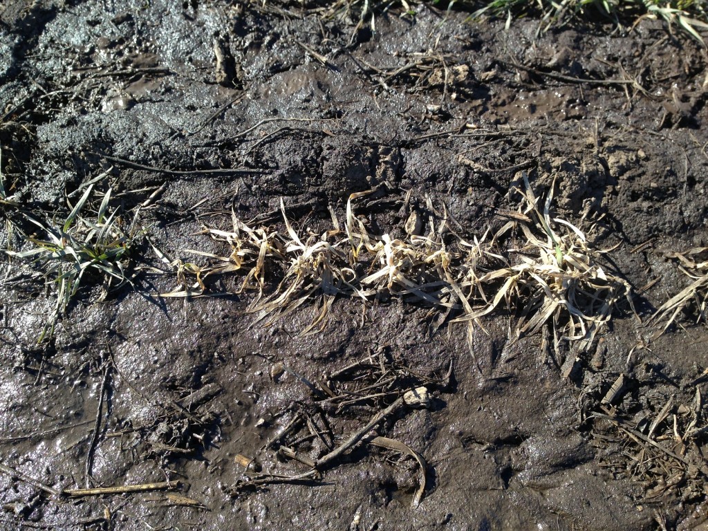 Wheat Scouting and a little more about rusts – Integrated Pest and Crop ...