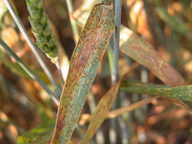 Wisconsin Winter Wheat Disease Update – May 29, 2013 – Integrated Pest ...