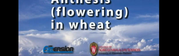 Anthesis (Flowering) in Wheat – Integrated Pest and Crop Management ...