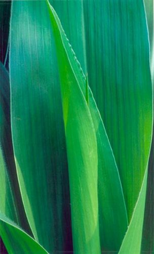 High Moisture Corn and By-Products – Integrated Pest and Crop ...