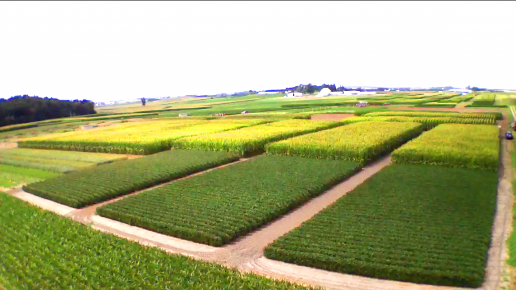 Plant analysis are you using it and interpreting the results correctly ...