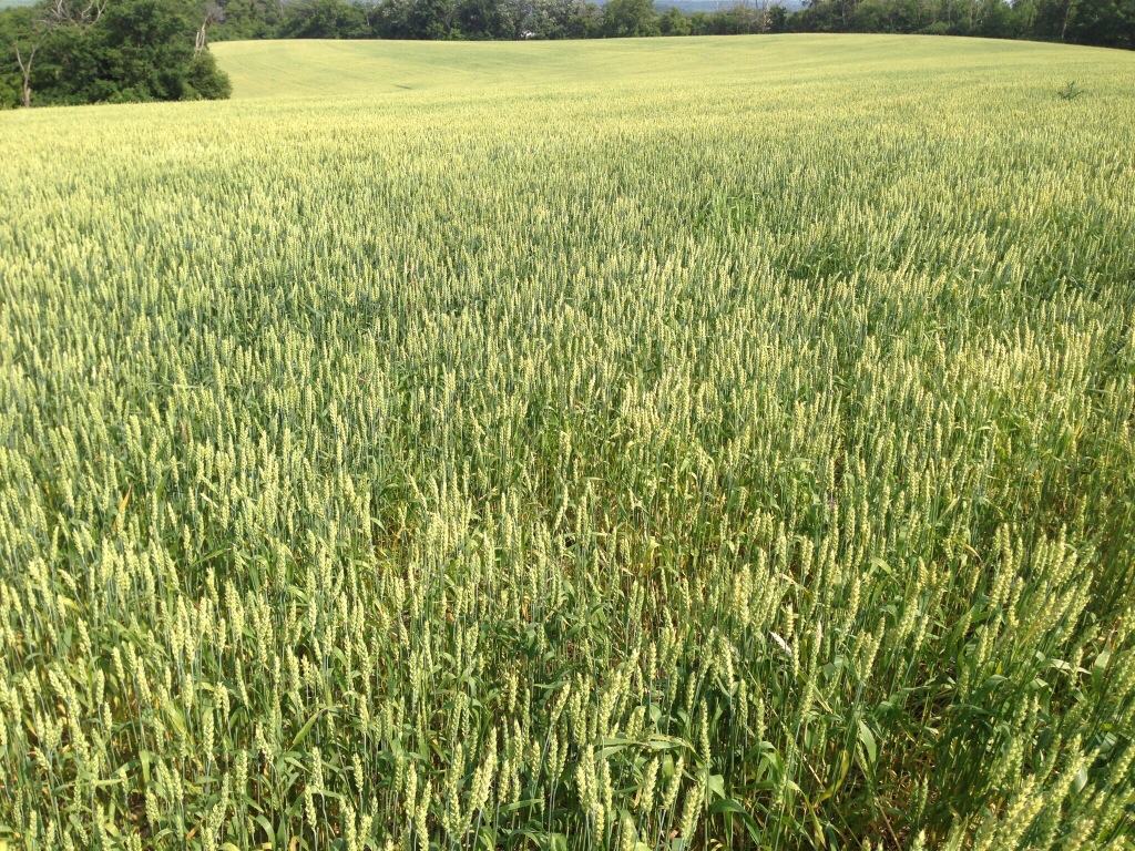 Fusarium Head Blight and Other Winter Wheat Diseases in Wisconsin, 2014 ...