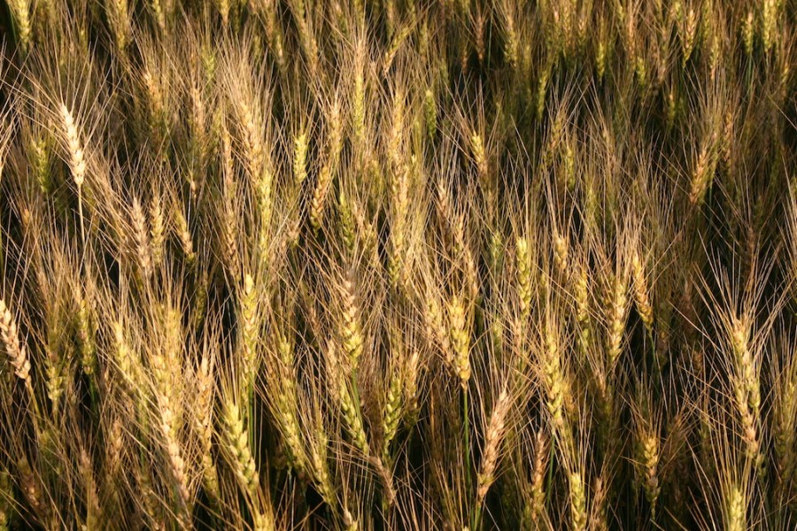 Integrated Pest and Crop Management – News and Resources for Wisconsin ...