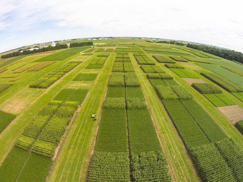 How Thick Should I Plant My Corn? What are other farmers doing ...