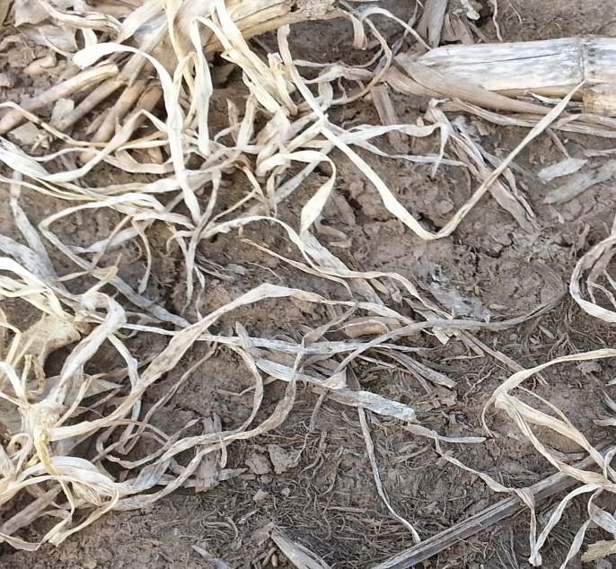 Oat 2 – Integrated Pest and Crop Management – UW–Madison