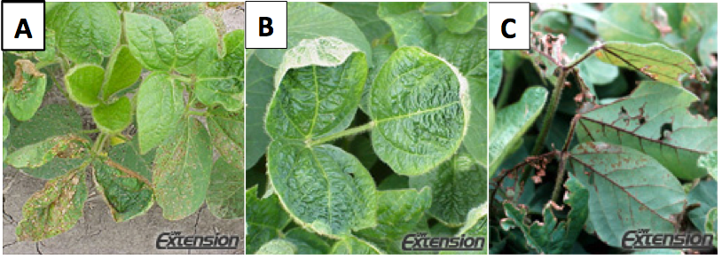 Herbicide injury during and after emergence in soybean – Integrated ...