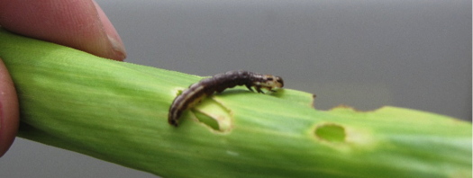 Stalk Borer Management – Integrated Pest and Crop Management – UW–Madison