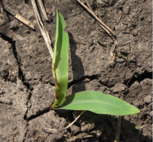 Stalk Borer Management – Integrated Pest and Crop Management – UW–Madison