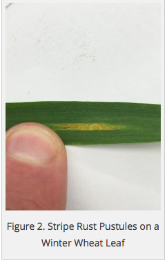 Stripe Rust Pustules – Integrated Pest and Crop Management – UW–Madison