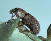 Adult clover root curculio – Integrated Pest and Crop Management – UW ...