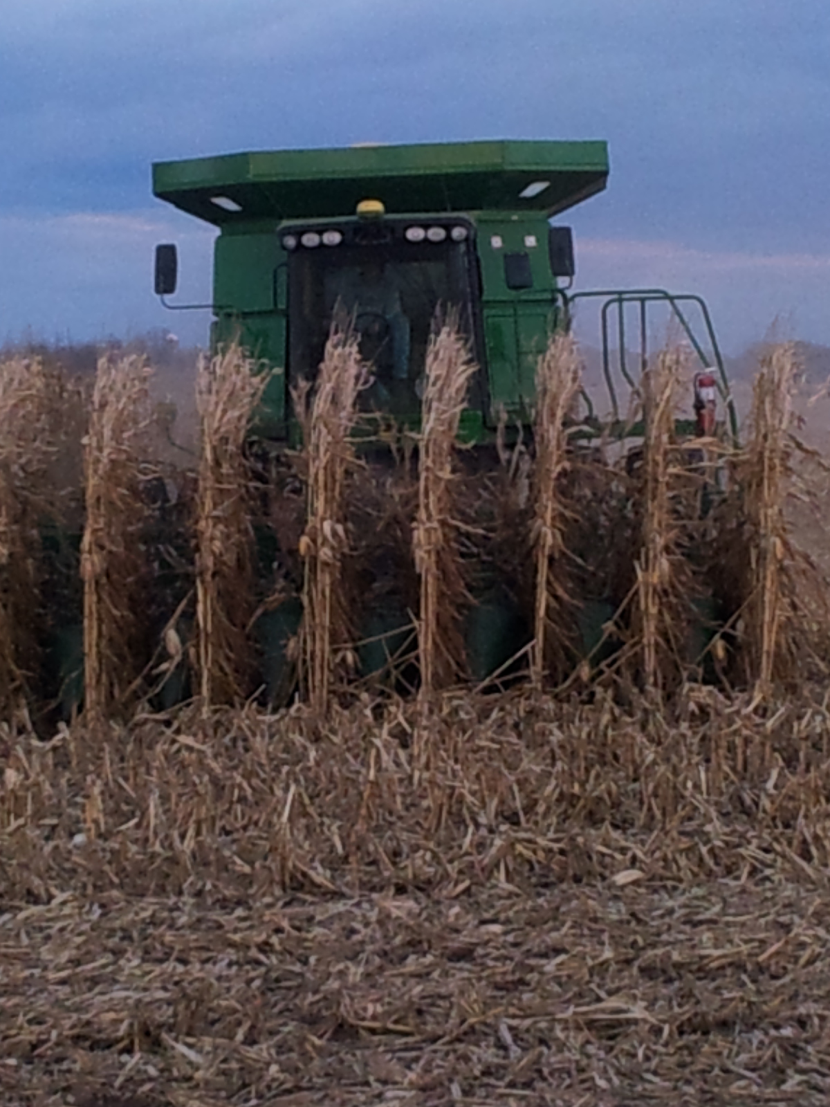 Beautiful Weather for Drying Corn – Integrated Pest and Crop Management ...