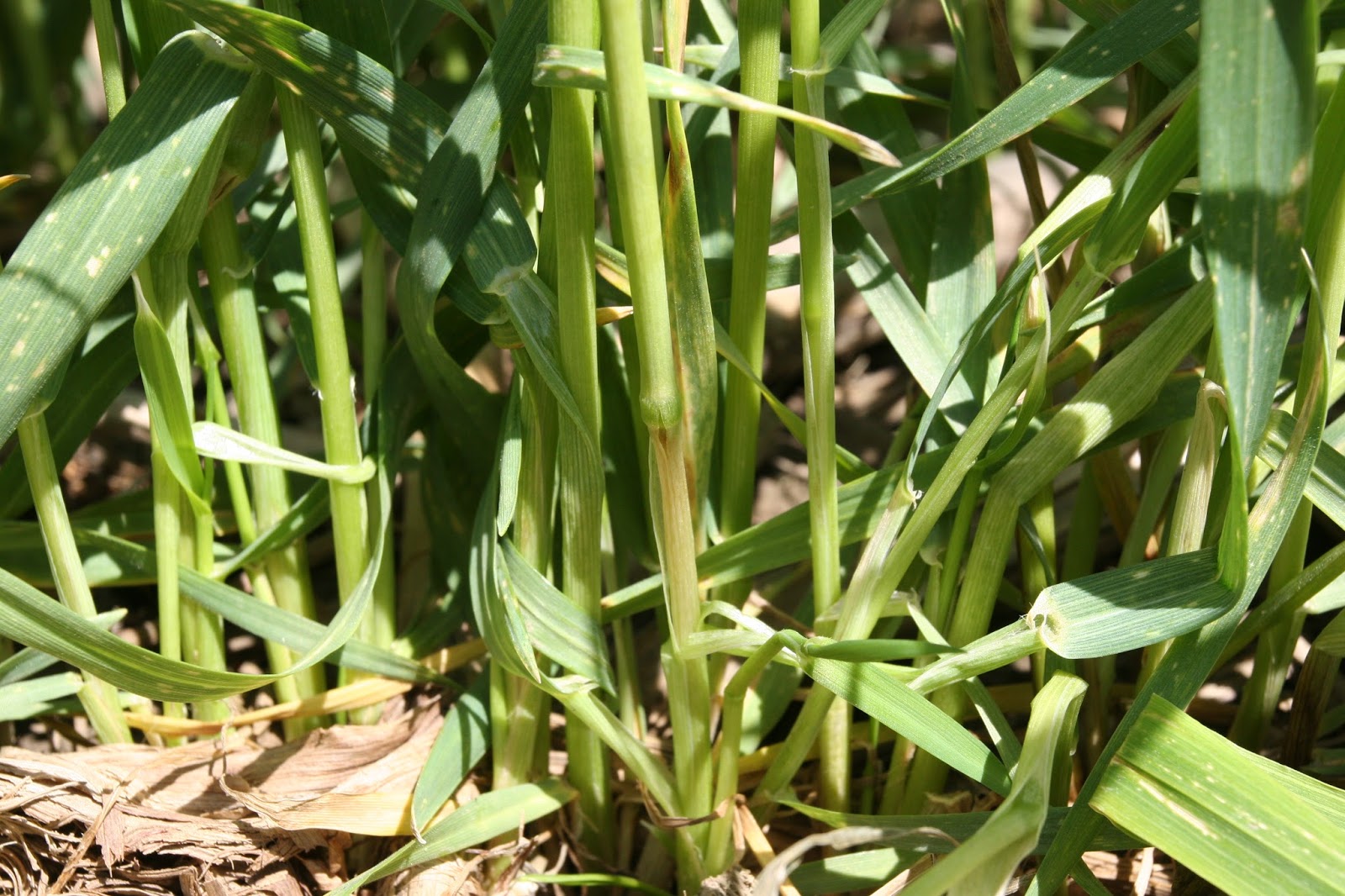 Freezing damage – Integrated Pest and Crop Management – UW–Madison