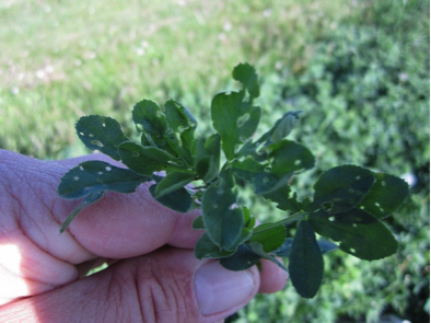 Alfalfa Weevil – Integrated Pest and Crop Management – UW–Madison
