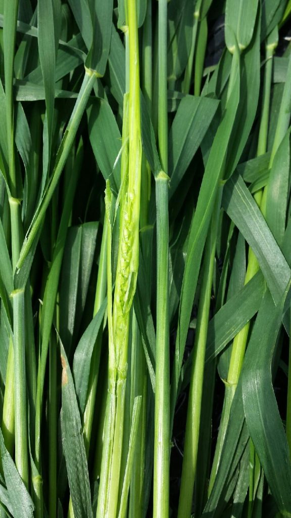 Some Risk for Wheat Crop Injury From Saturday’s Cold Temps – Integrated ...