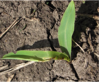 Stalk Borers – Integrated Pest and Crop Management – UW–Madison