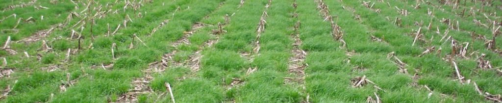 Spring Cover Crop Termination Considerations – Integrated Pest and Crop ...