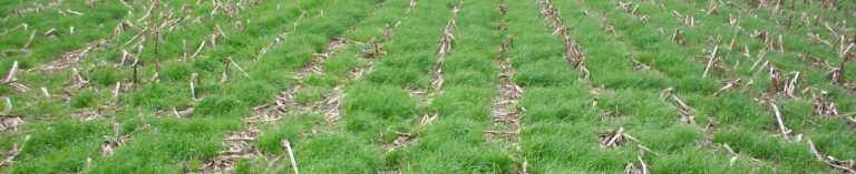Midwest Cover Crops Field Guide and educational webinar – Integrated ...