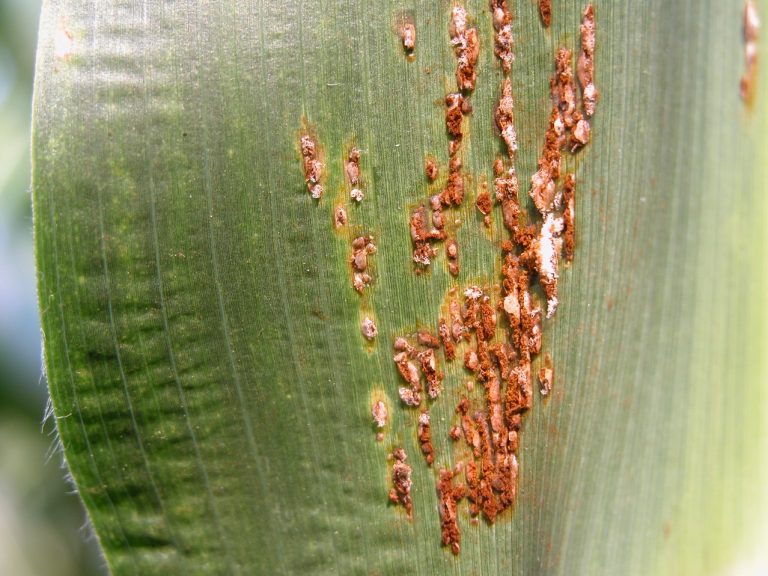 Corn Rusts in Wisconsin – Integrated Pest and Crop Management – UW–Madison