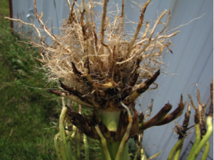 Evaluating Corn Roots for Rootworm Damage – Integrated Pest and Crop ...