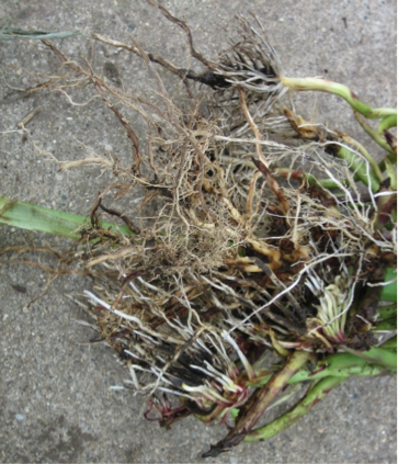 Evaluating Corn Roots for Rootworm Damage – Integrated Pest and Crop ...