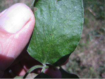 Leaf Stippling caused by TSSM – Integrated Pest and Crop Management ...