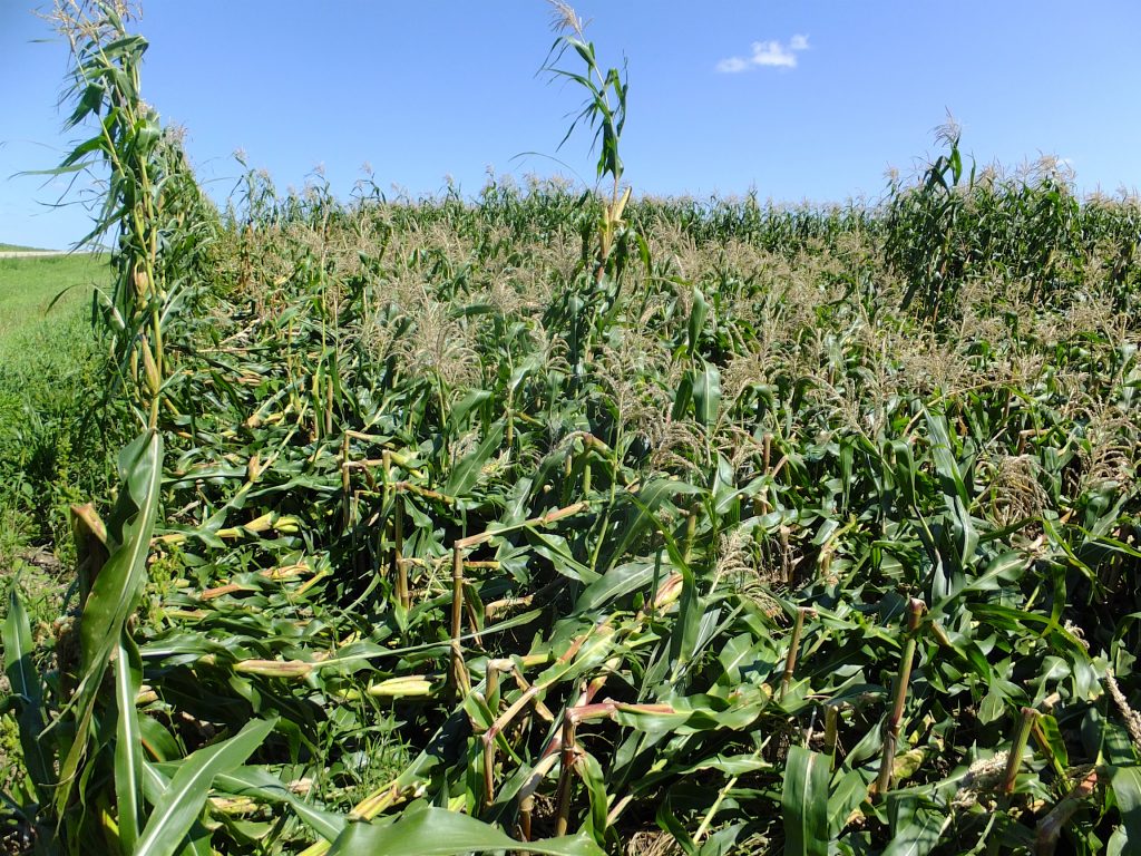 Corn Rootworm Damage – Integrated Pest and Crop Management – UW–Madison