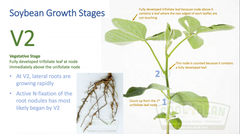Understanding Soybean Growth and Development: How to Properly Growth ...