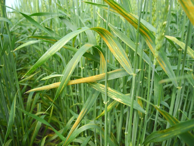 Start Managing Stripe Rust of Winter Wheat in 2017 At Planting ...