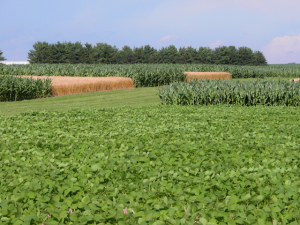 Choosing soybean varieties for rotation with winter wheat – 2021 ...