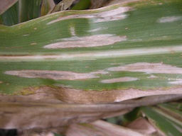 In-Season Corn Disease Management Decisions – 2017 – Integrated Pest ...