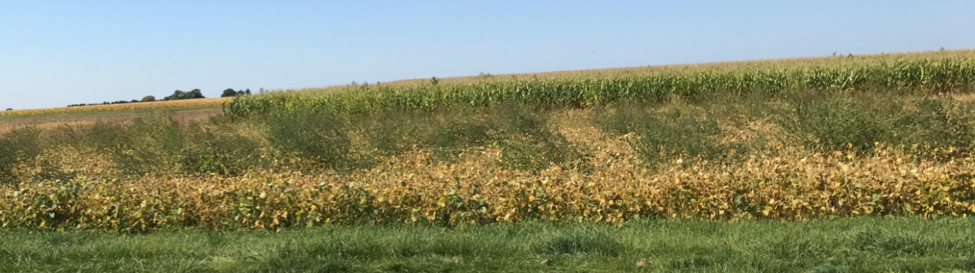 Eight More Weed Identification Factsheets Available – Integrated Pest ...