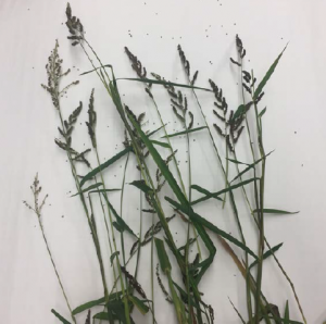 Weed Identification Series, Barnyardgrass – Integrated Pest and Crop ...