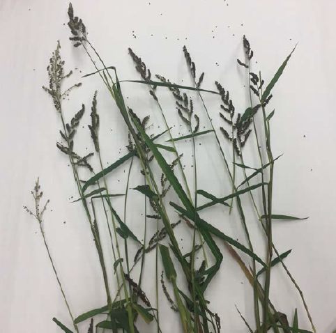 Weed Identification Series, Barnyardgrass – Integrated Pest and Crop ...