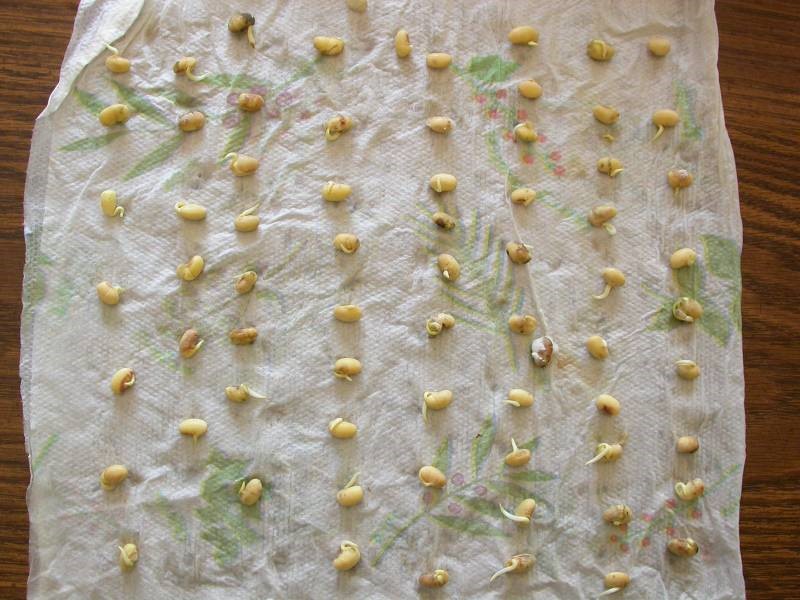 germination-test – Integrated Pest and Crop Management – UW–Madison