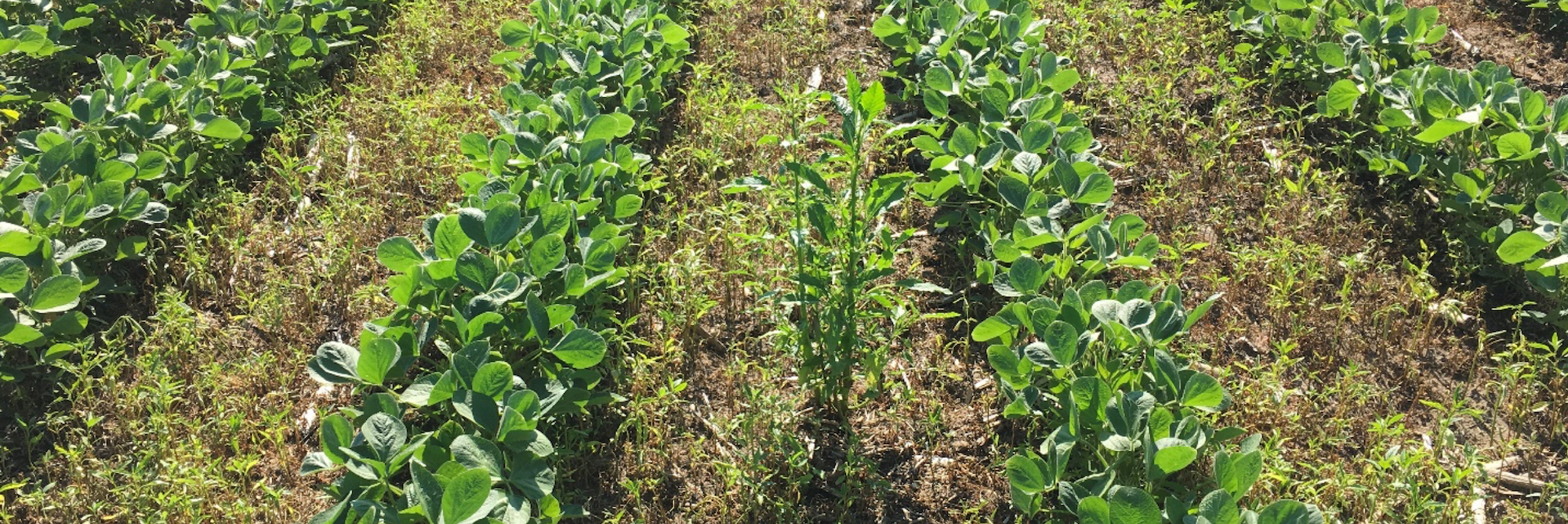 Update on Waterhemp and Palmer Amaranth in Wisconsin – Integrated Pest ...